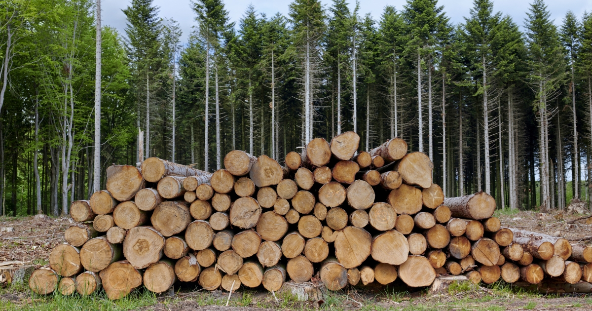 EU Postpones Deforestation-Free Regulation Implementation Again | Exponent